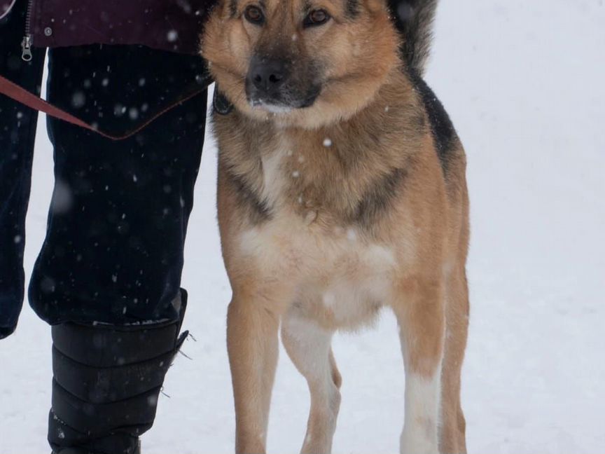 Мухтар - молодой кобель, возраст 2 года