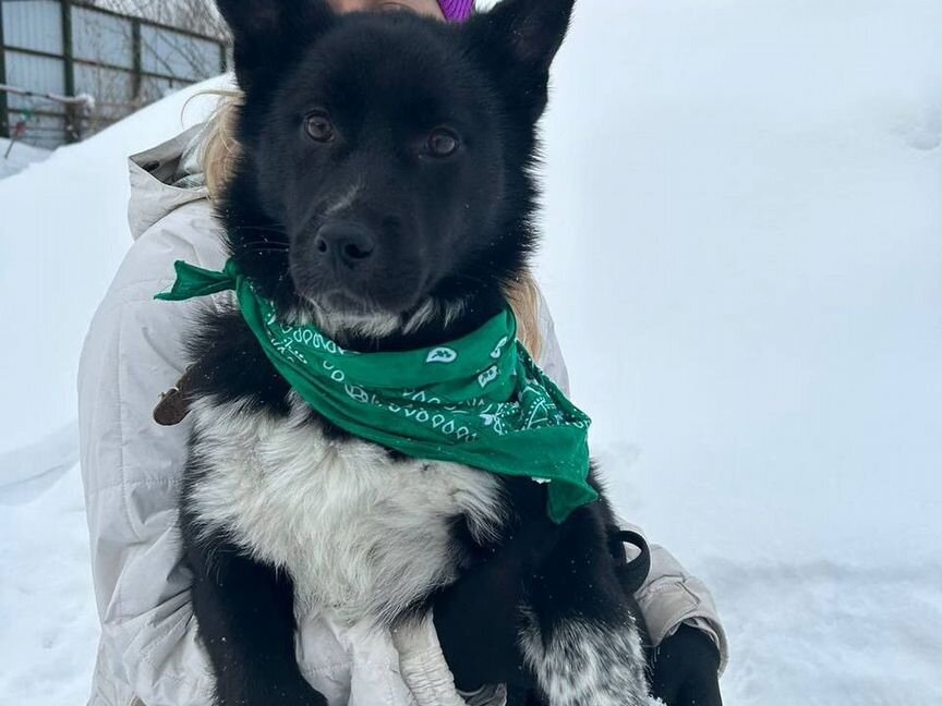 Шенок в приюте ждет маму