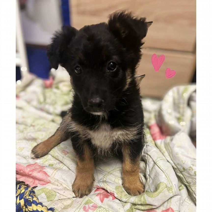 Щенок в добрые руки