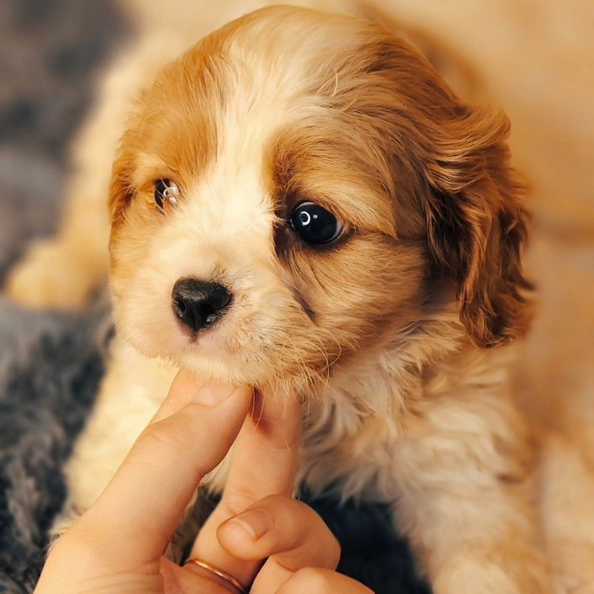 Ккчс мальчик