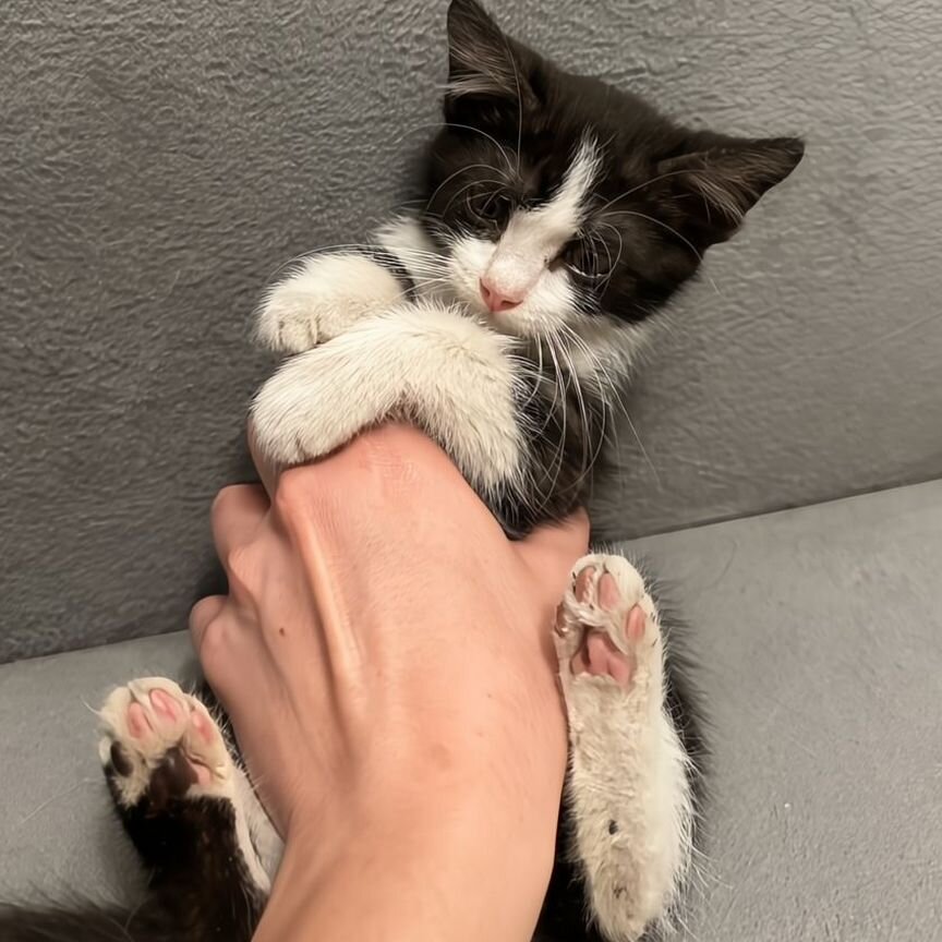 Котёнок в добрые руки