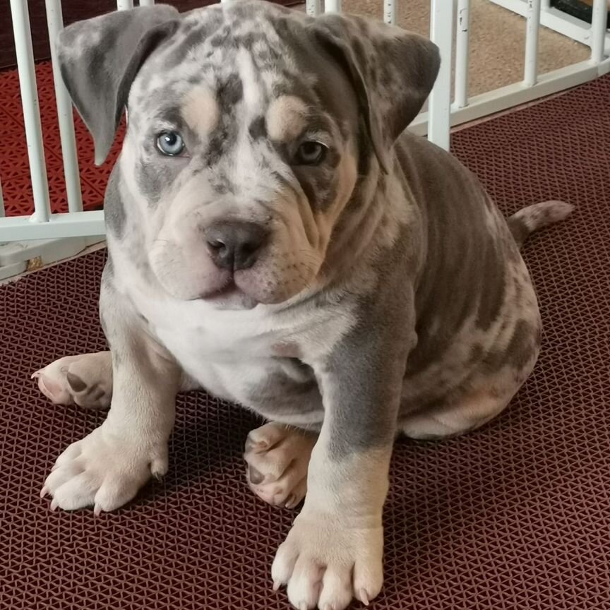 Америкаский булли