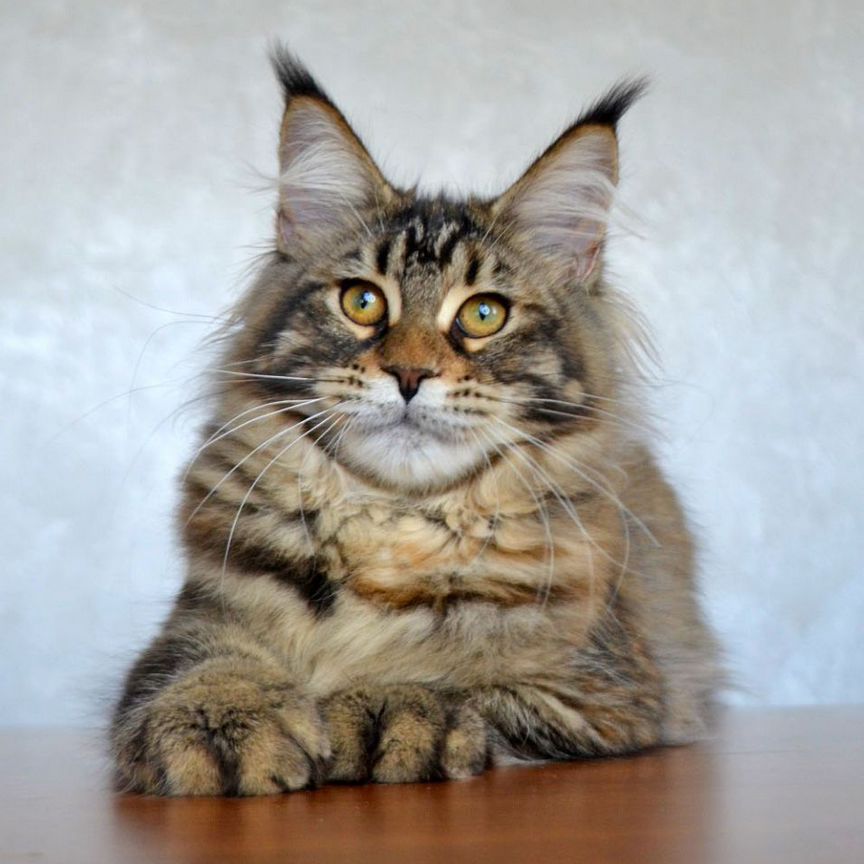 Кошка Мейн-кун f25