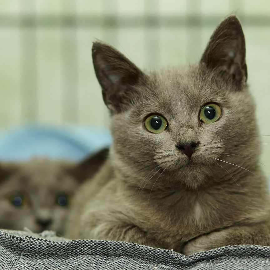 Полубританские котята