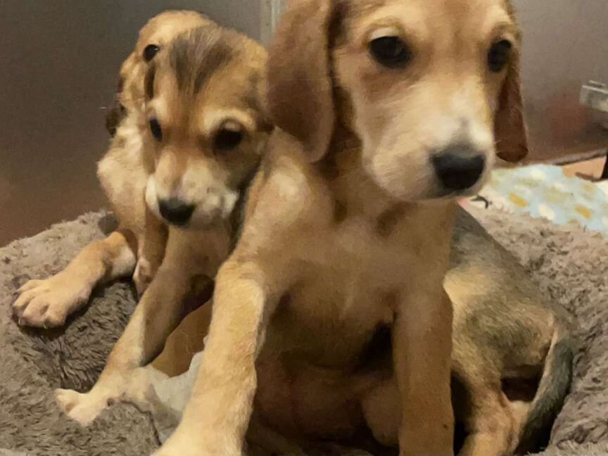 Щенки в поисках дома