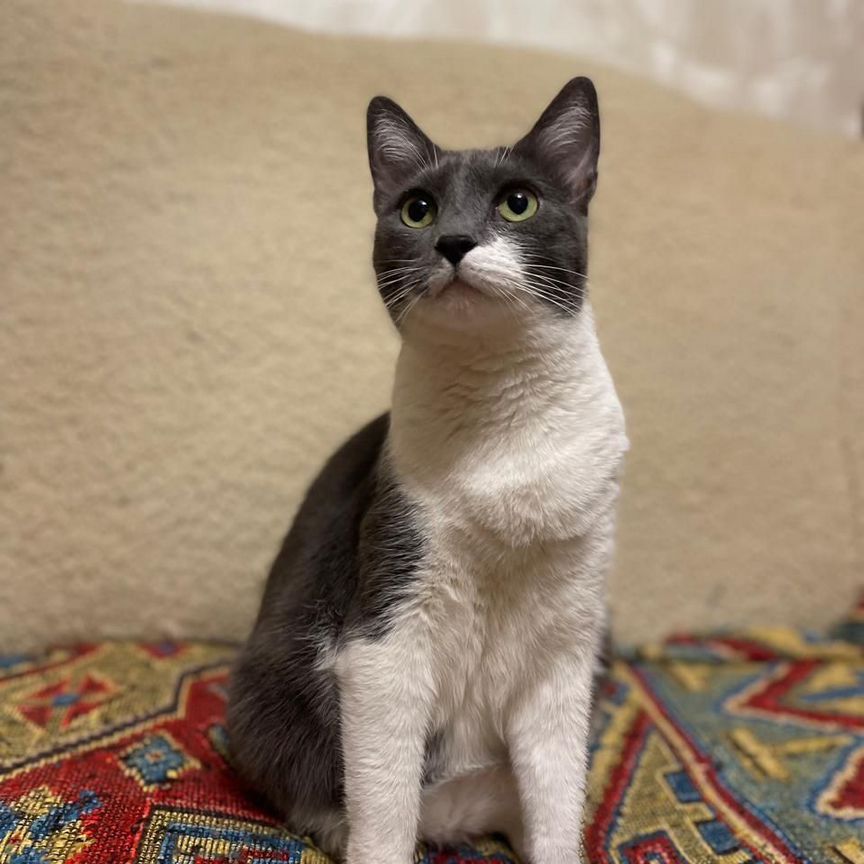 Кошка