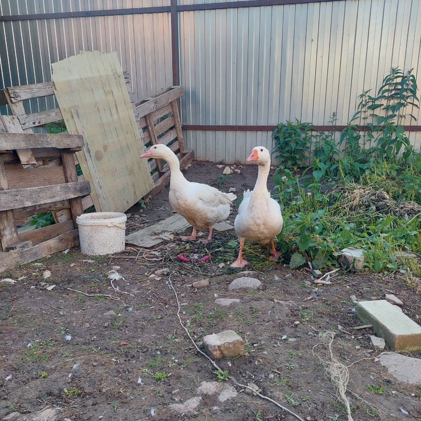 Гусыня, гусь