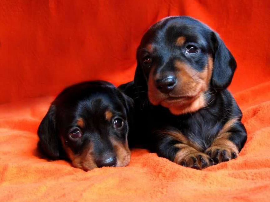 Девочки таксы стандарт