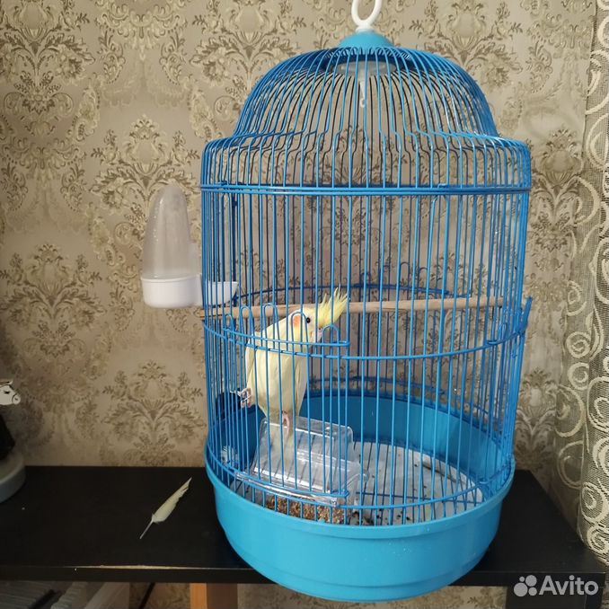 Корелла-нимфа самец