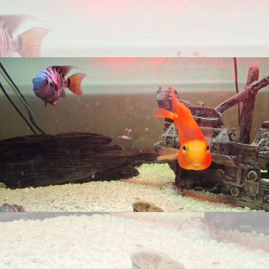 Рыька Попугай