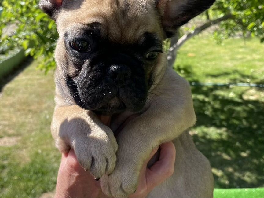 Французский бульдог щенки