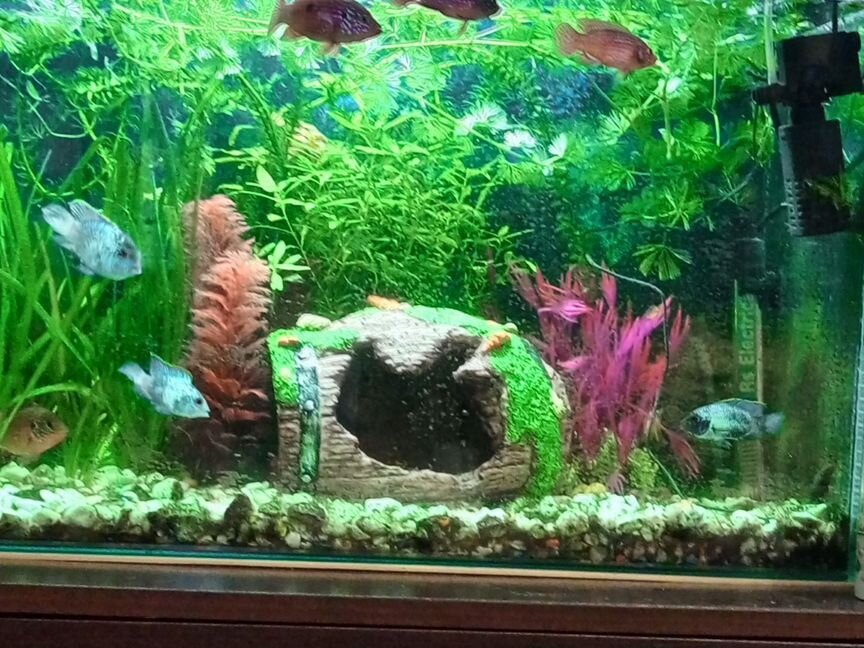 Аквариумные растения прополка