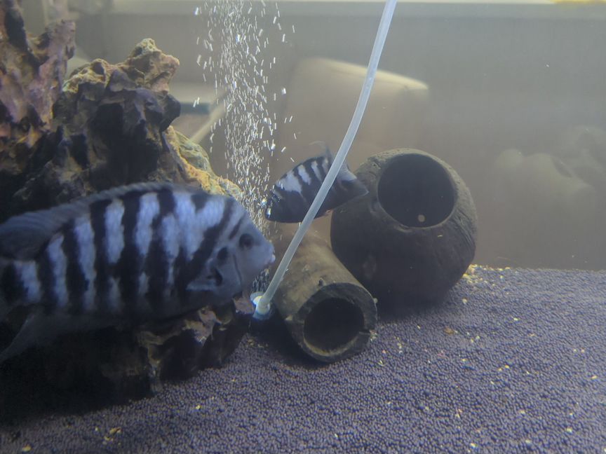 Цихлида полосатая