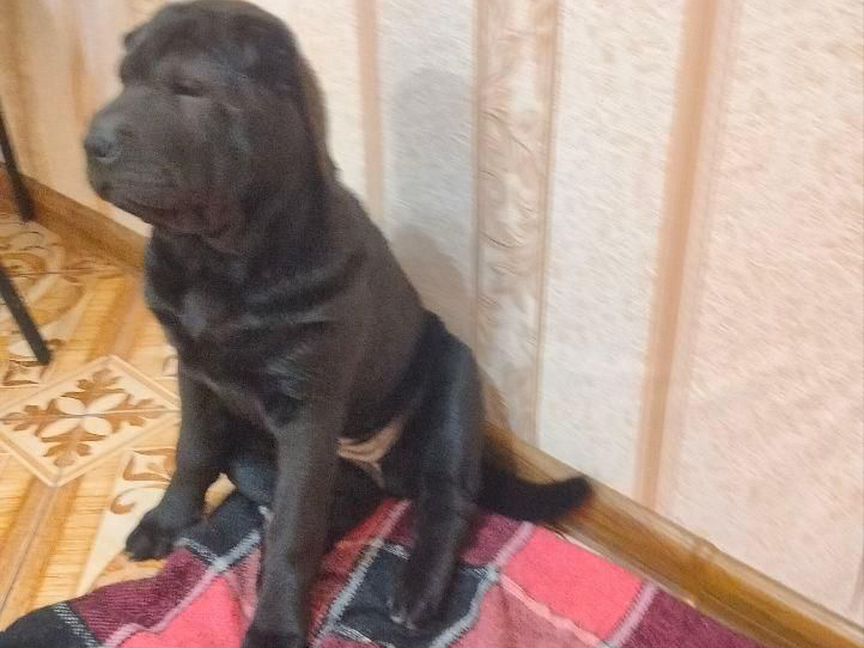 Шарпей собака щенок чёрная шоколадная
