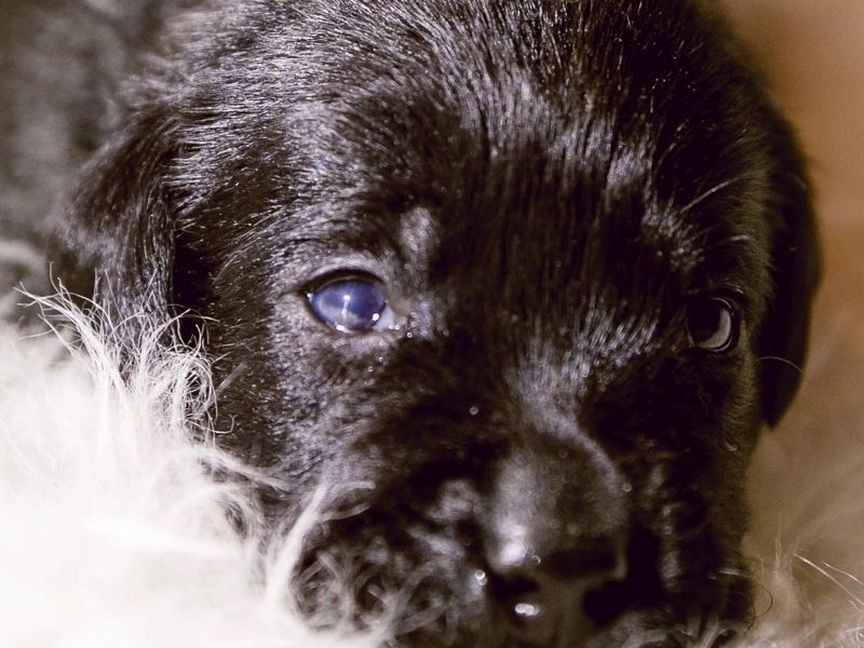 Щенки лабрадор ретривера