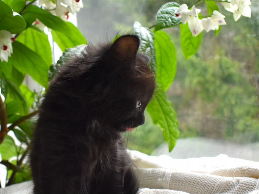 Котенок черная пантера