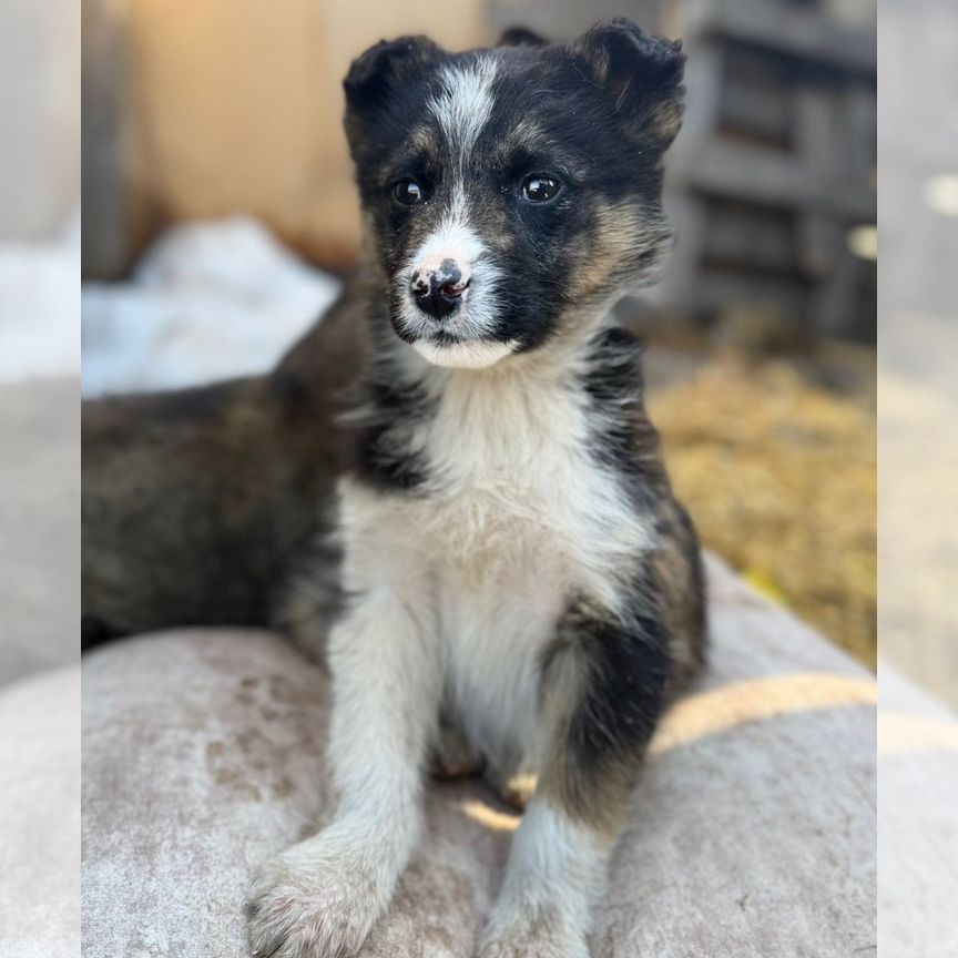 Щенок в добрые руки