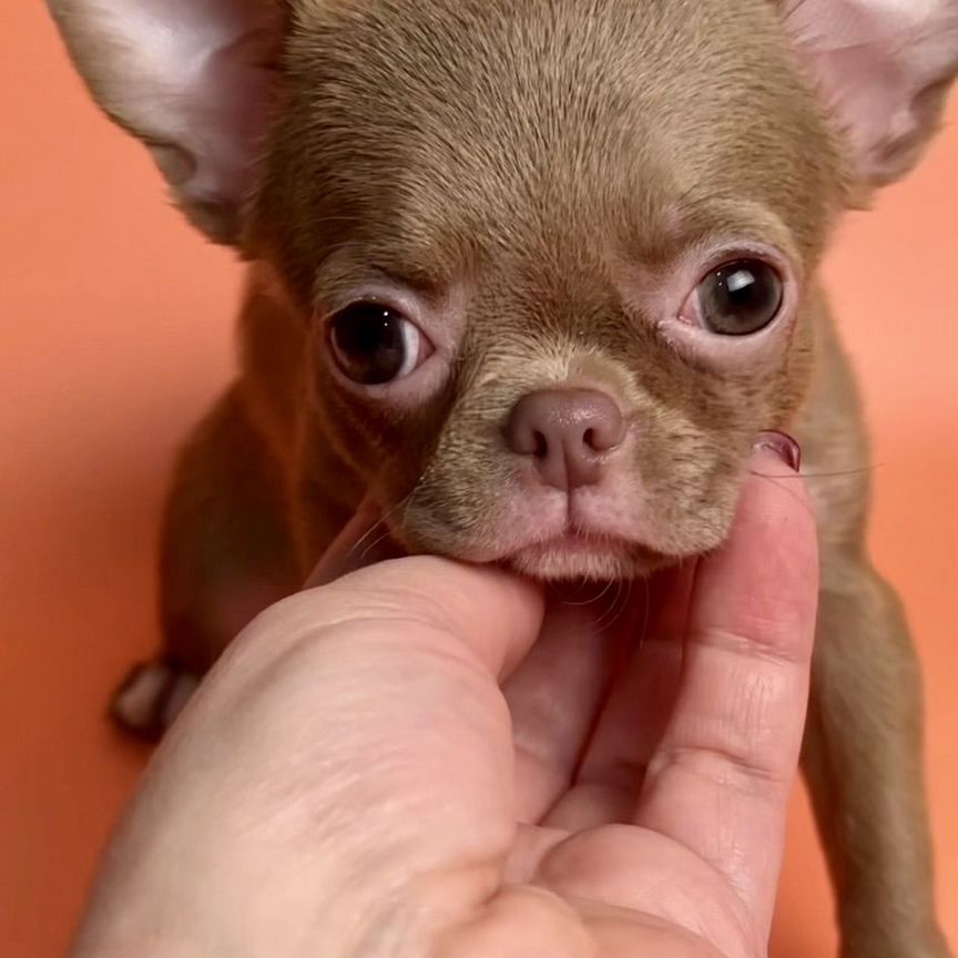 Чихуахуа, щенок