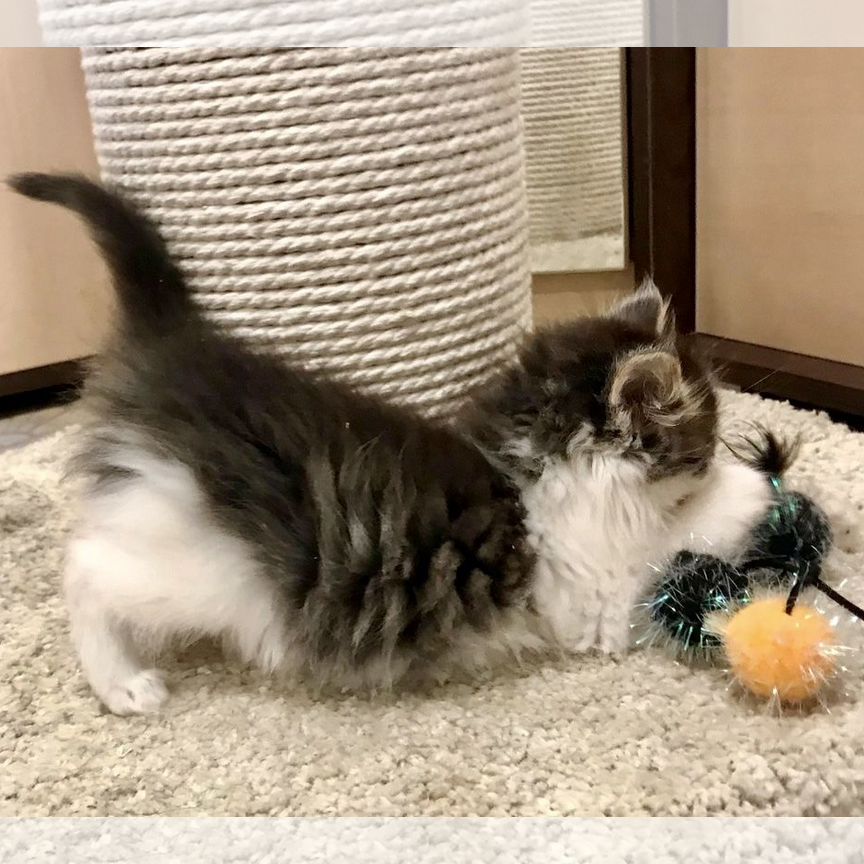 Малыш котеночек очень ждет