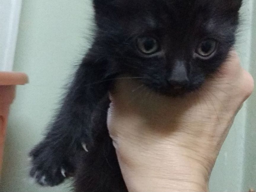 Котятки в дар бесплатно