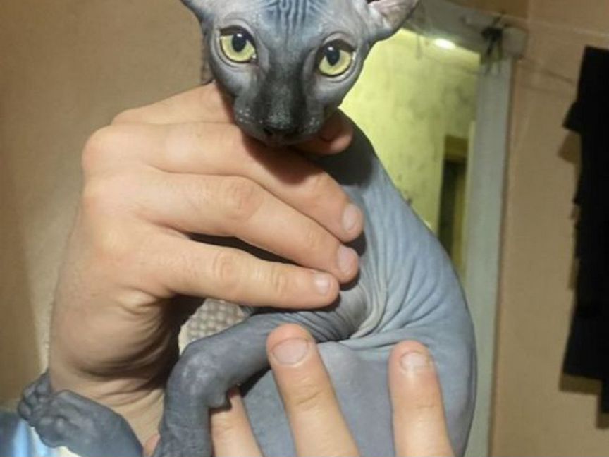 Кошка
