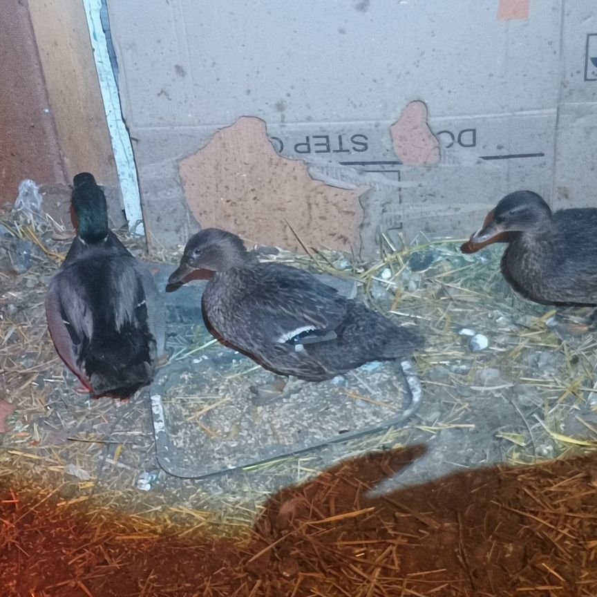 Утка дикая домашняя