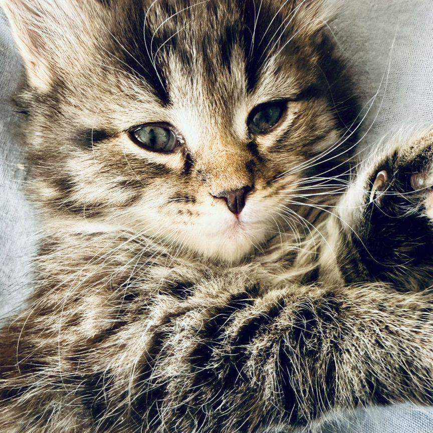 Котёнок в добрые руки