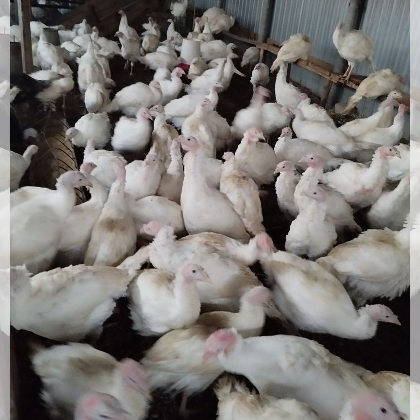 Индюшата подрощенные