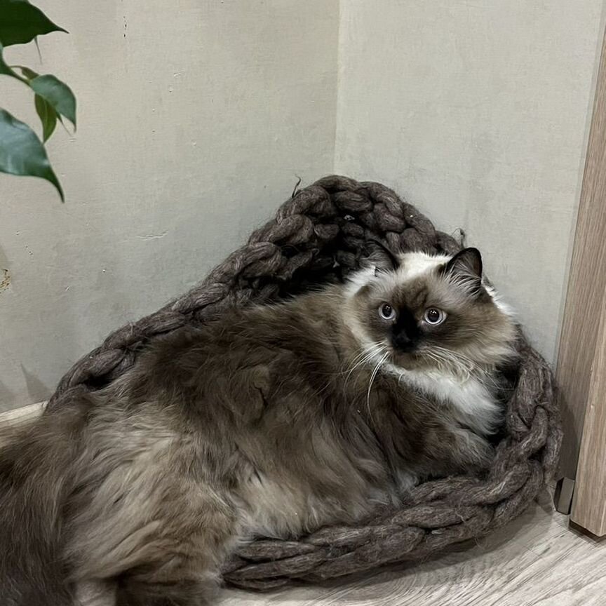 Лежанка для питомца