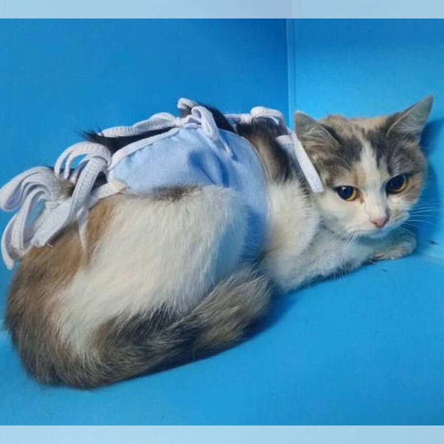 Пятнистый котенок Курочка