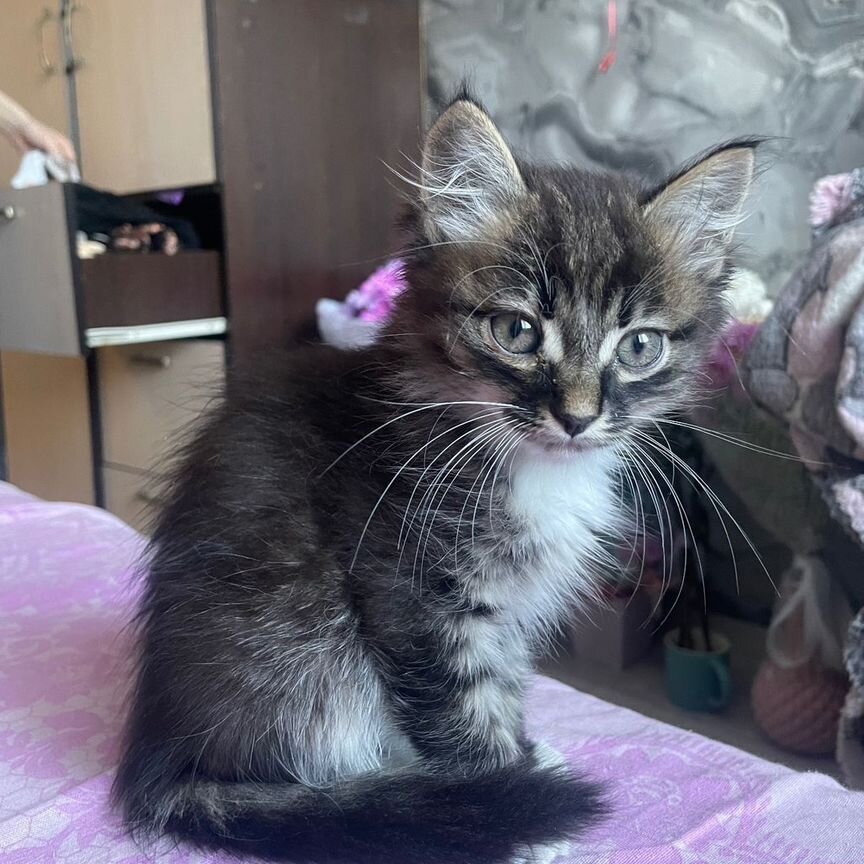 Котёнок в добрые руки