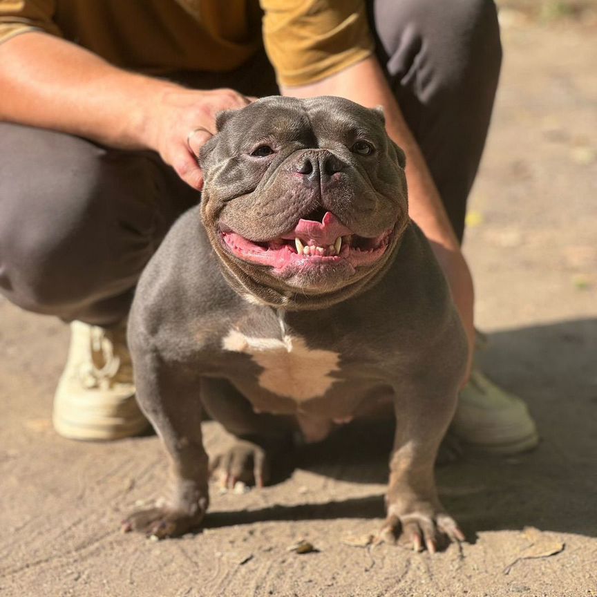 Продажа собак