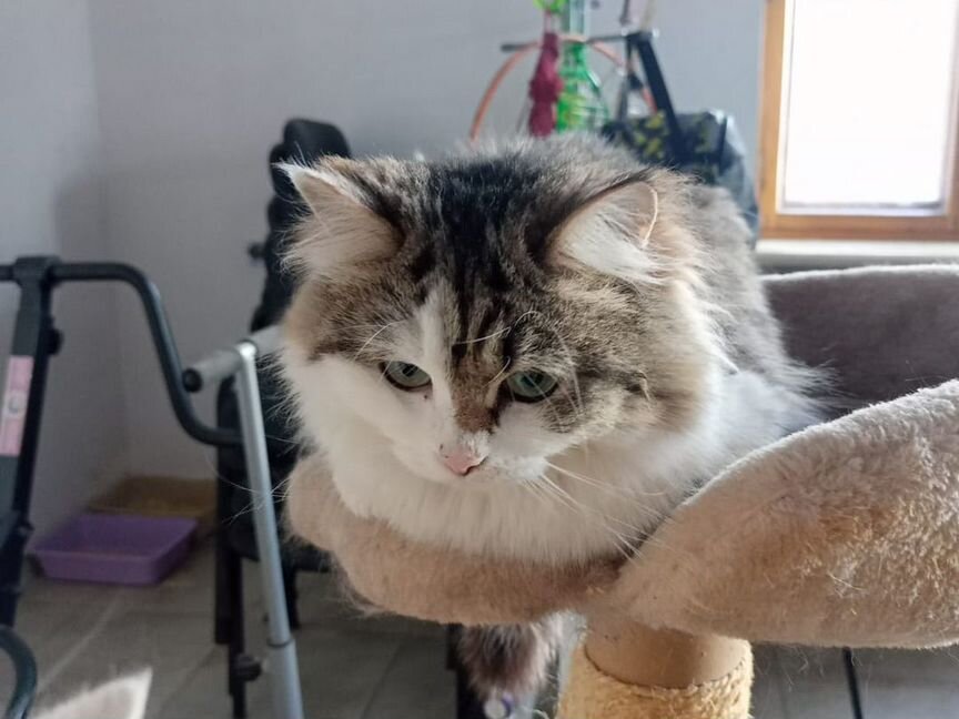 Кошка 1 годик в добрые руки