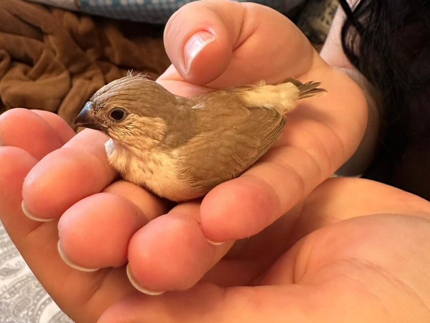 Амадины молодые