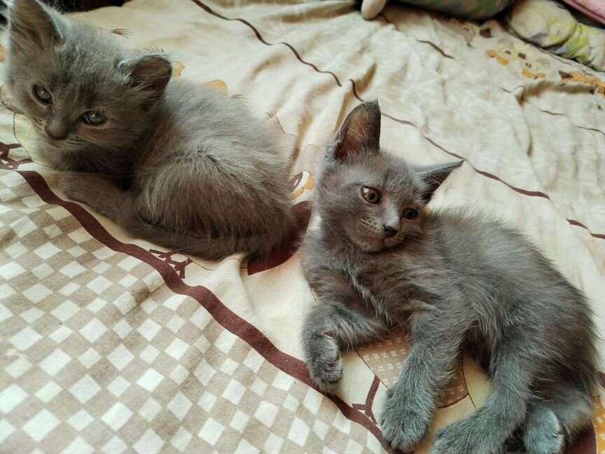 Отдам в добрые руки