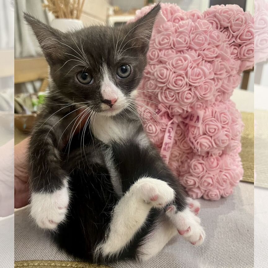 Котёнок в добрые руки