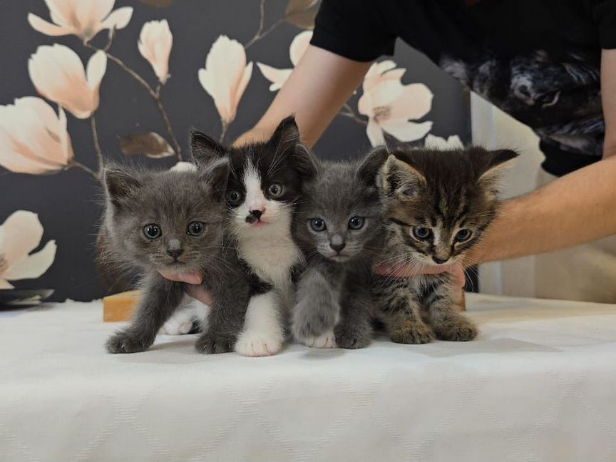 Котята