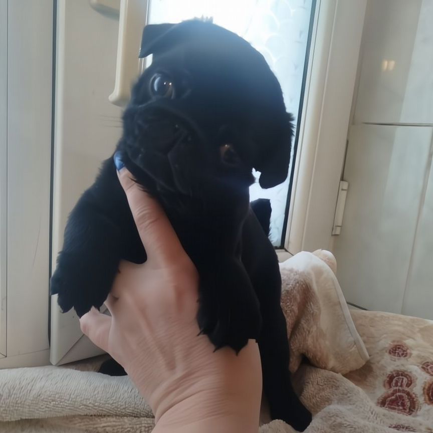 Мопс, щенок