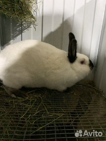 Кролики калифорнийские
