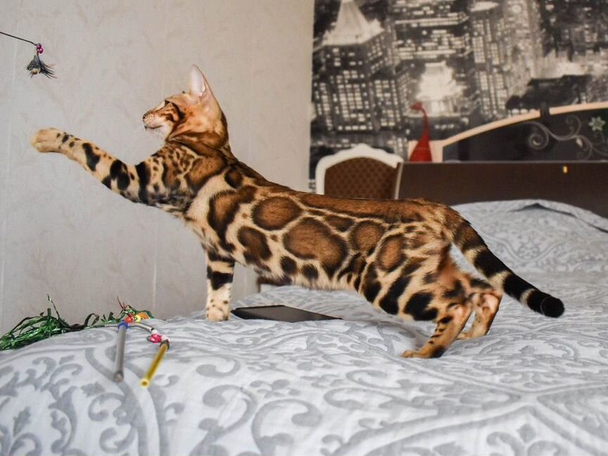 Шикарный крупнорозетчатый насыщенно рыжий кот