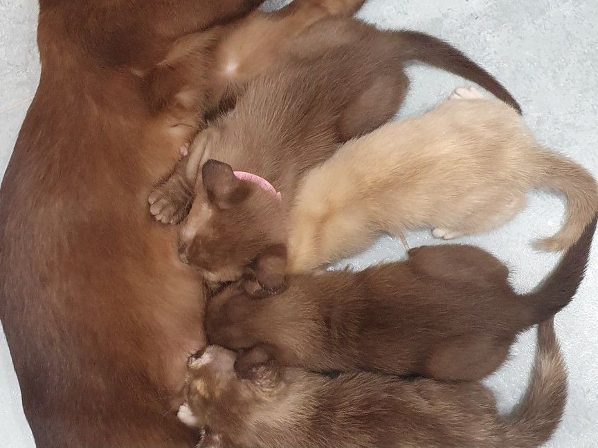 Бурманские котята