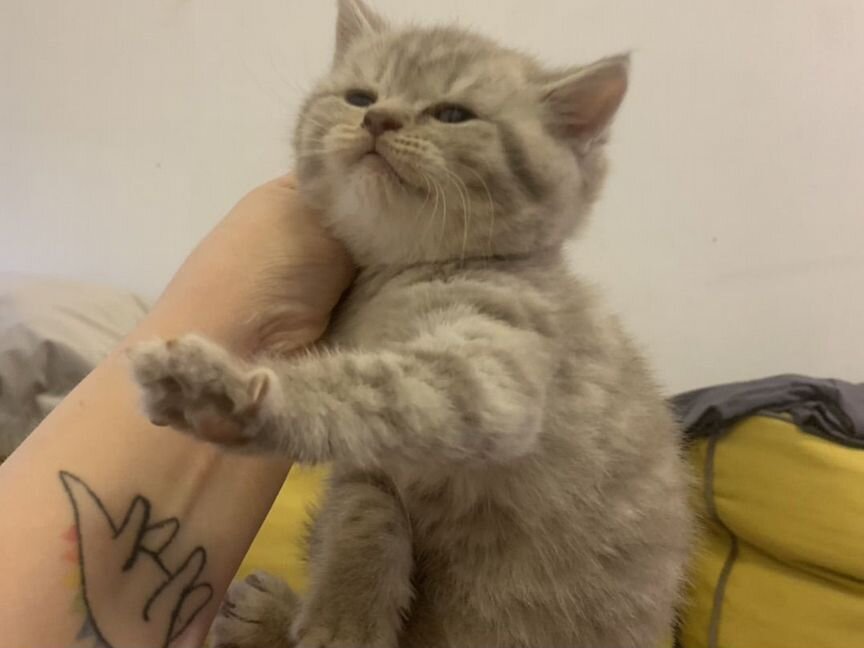 Шотландский котёнок свинюшка