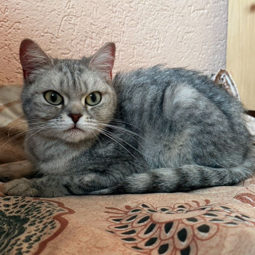 Шотландский прямоухий короткошёрстный котёнок