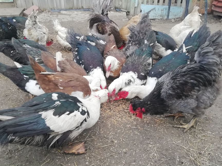 Индоутак и петух