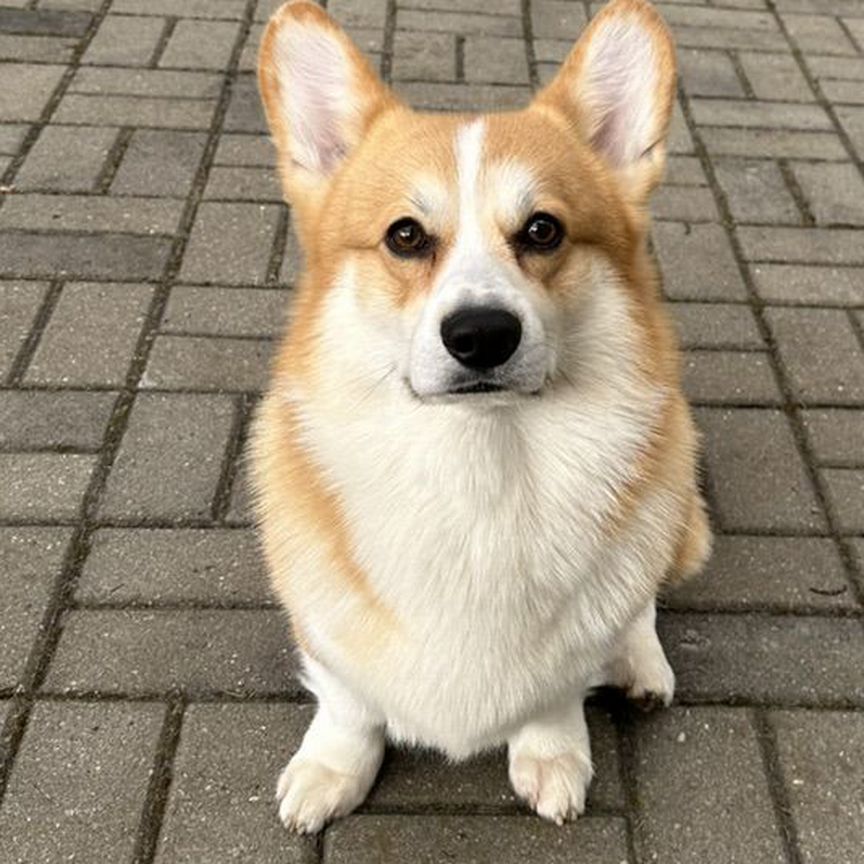 Вельш Корги Пемброк, вязка