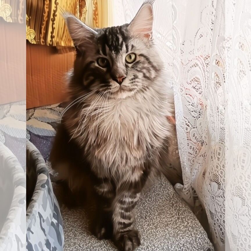 Мейн-кун, кот вязка