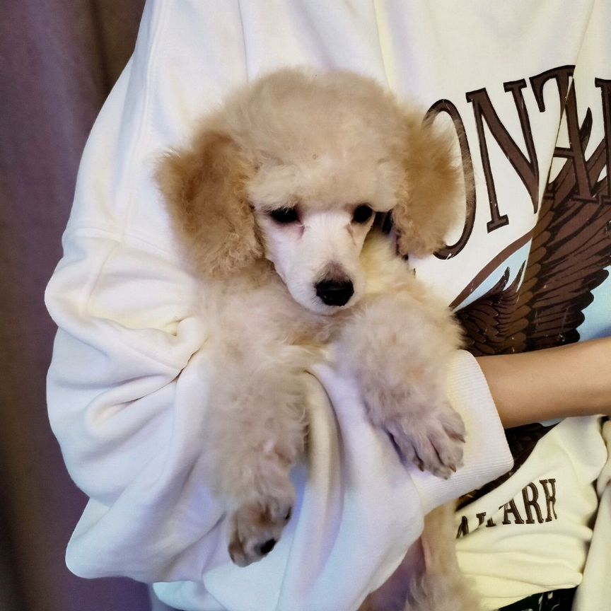 Щенок той-пуделя