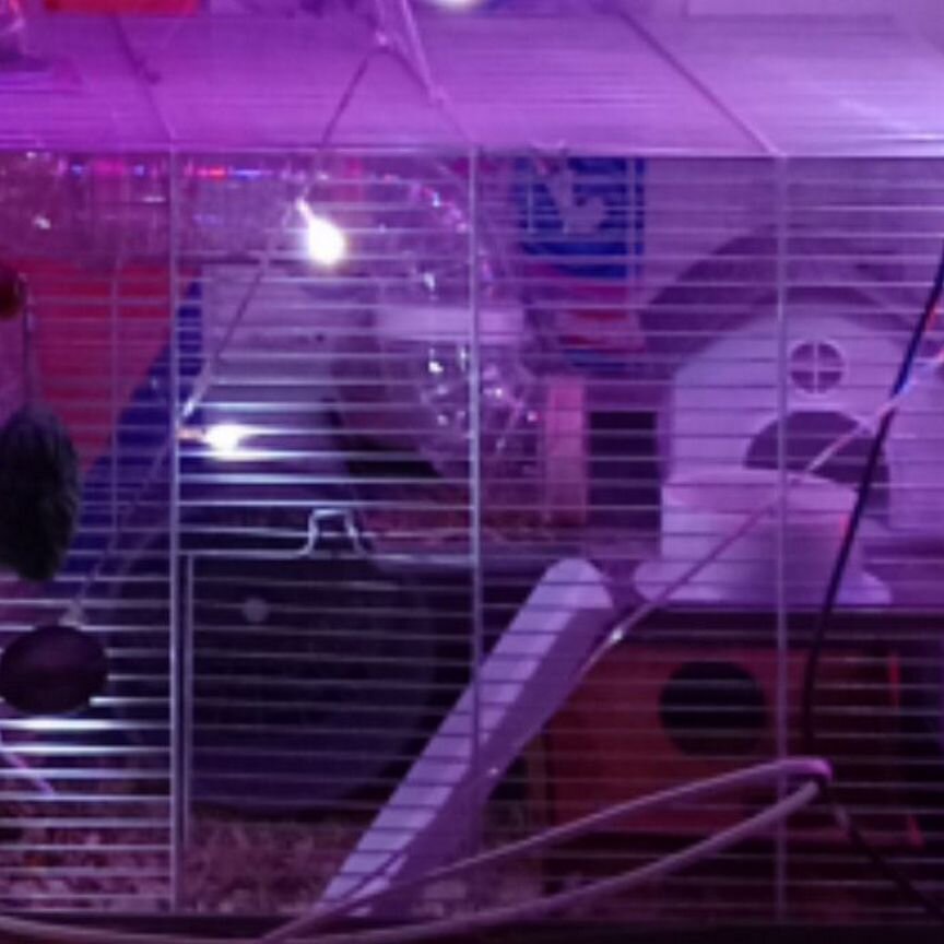 Набор для ухода за хомяком