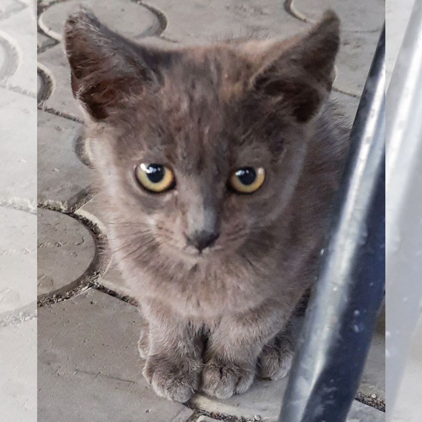 Котенок мальчик дарю