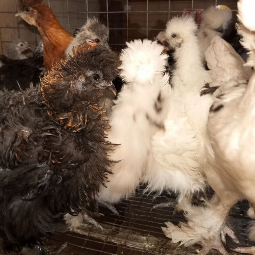Китайская хохлатая куры